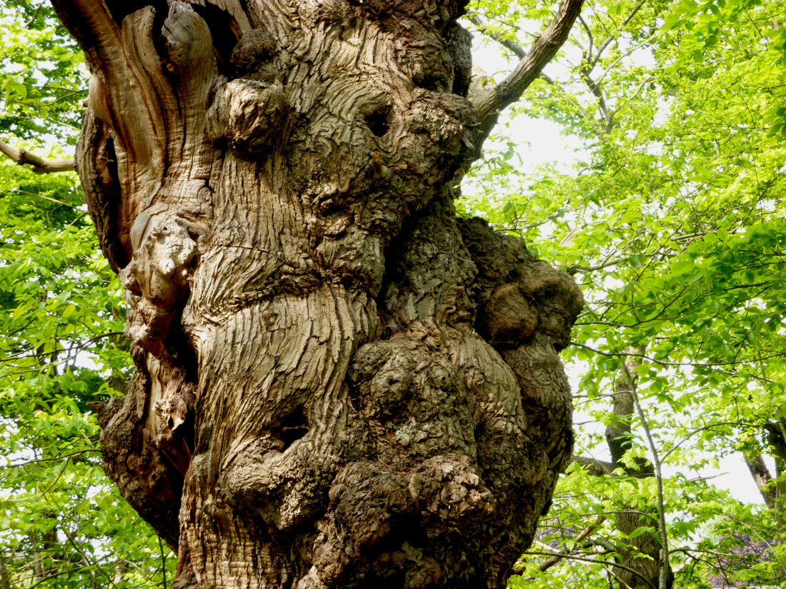 Au quotidien - Des labels en faveur de l'environnement - Mairie de Changé